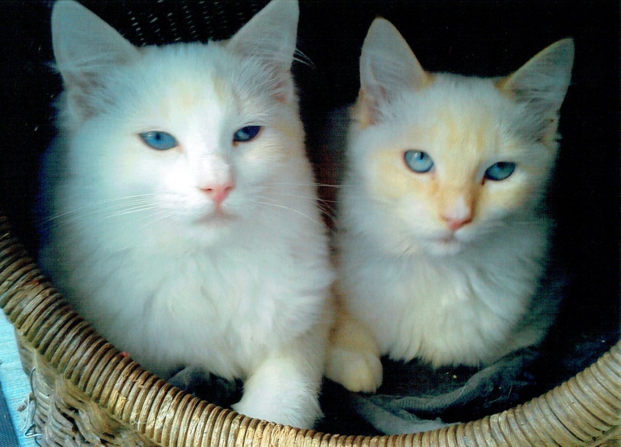 Who did it? by Vincent Alexander Booth: Buy fine art print