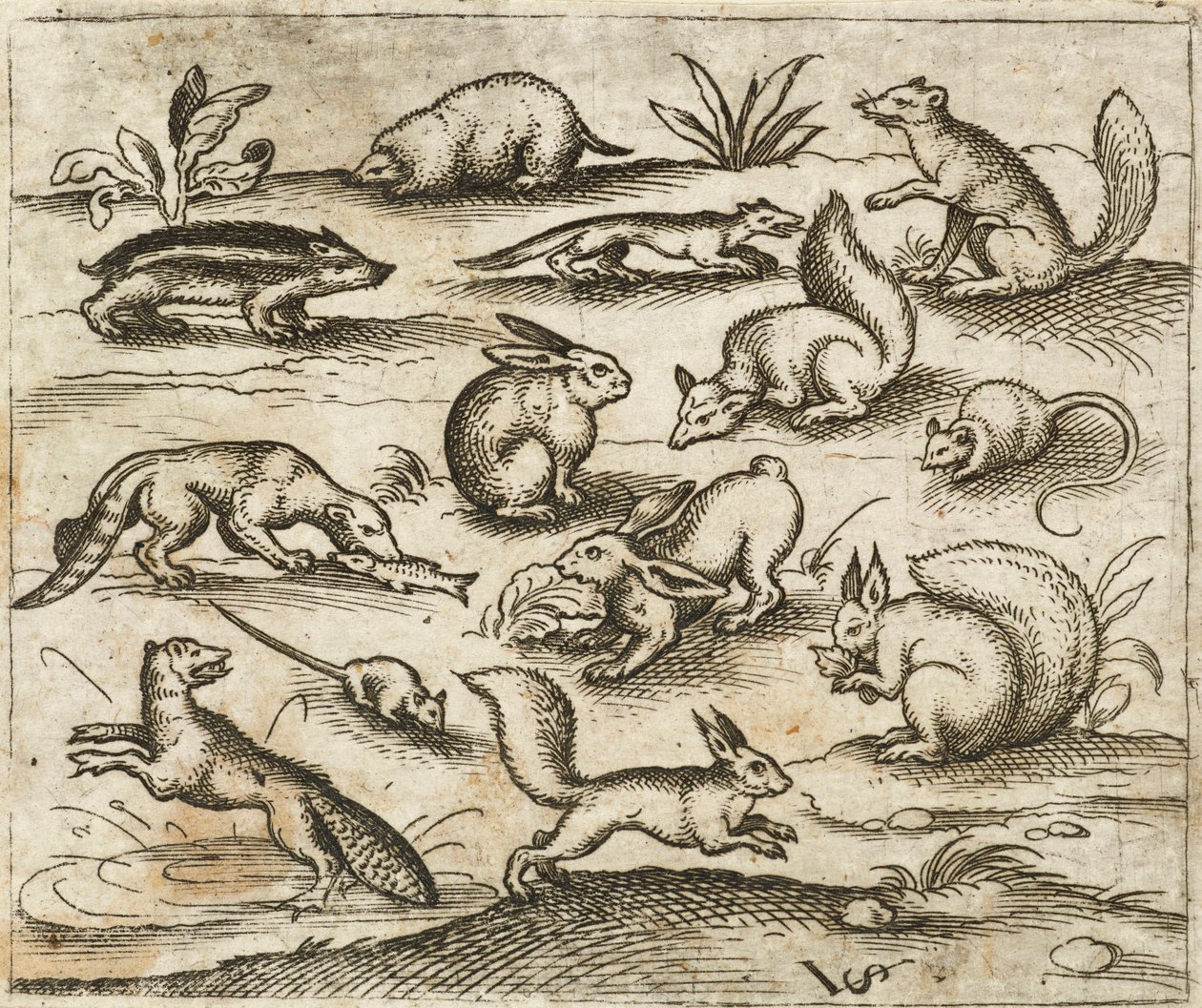 Group of Small Woodland Creatures Eating and Running Around a Pond ...