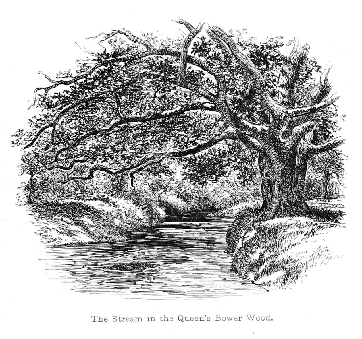 The Stream in the Queen's Bower Wood by Walter Crane