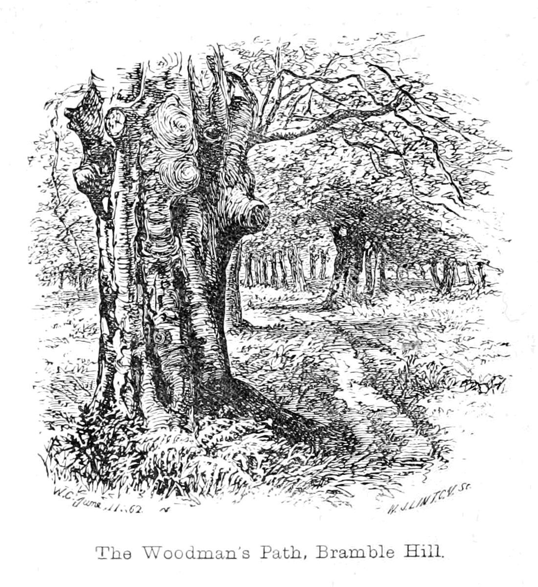 The Woodman's Path, Bramble Hill by Walter Crane