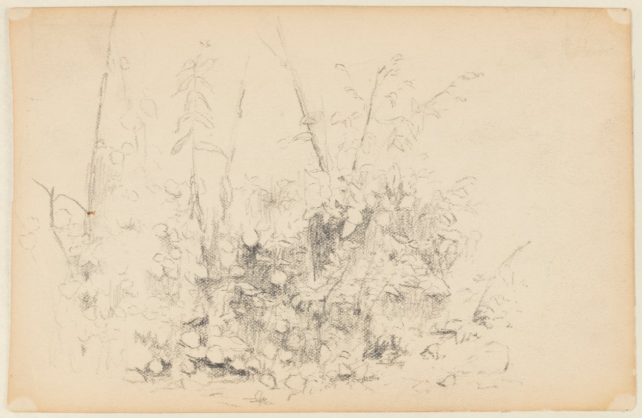 Sketch of Wild Plants by Walter Clark: Buy fine art prints