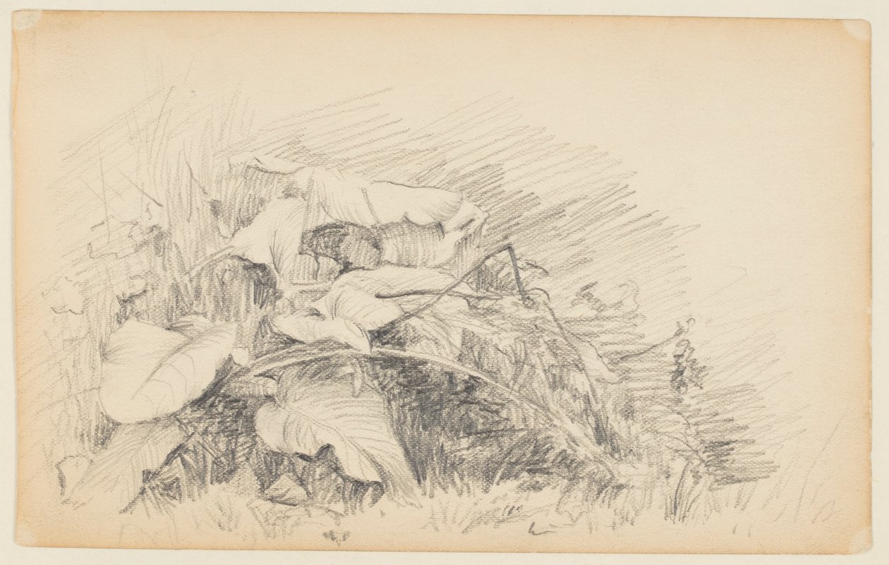 Study of Grass and Plants by Walter Clark: Fine art print