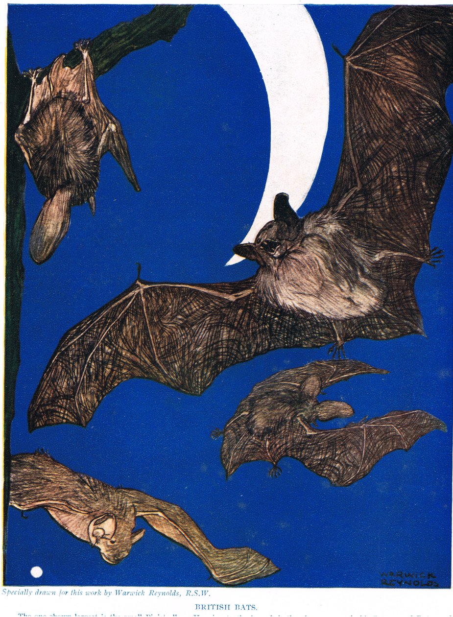 Bat Drawing How To Draw A Bat Step By Step | Gathered