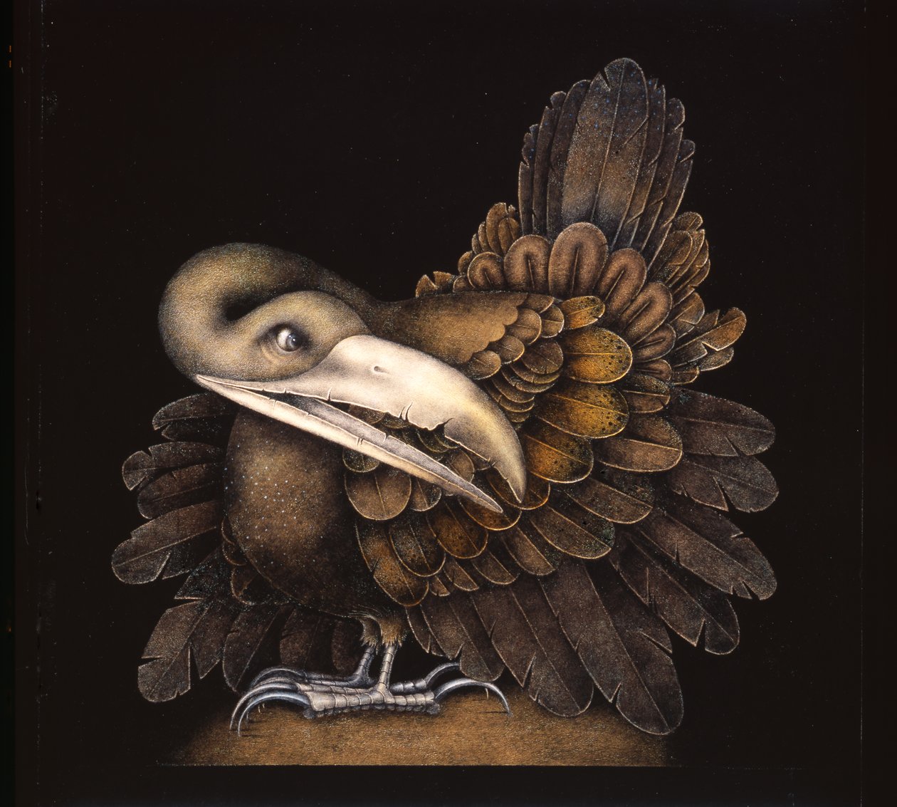 Bombax Bird by Wayne Anderson: Buy fine art print