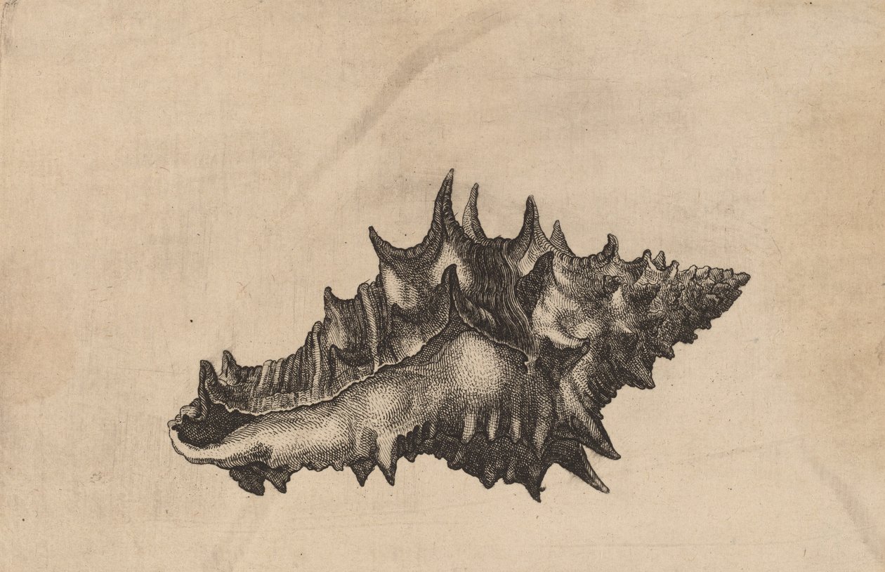 Shell Vasum ceramicum by Wenceslaus Hollar: Fine art print