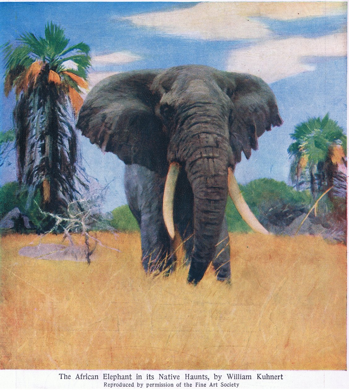 African elephant in his native haunts by Wilhelm Kuhnert