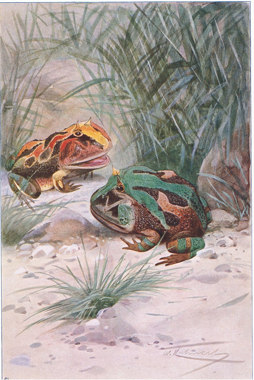 Horned Frog by Wilhelm Kuhnert: Buy fine art print