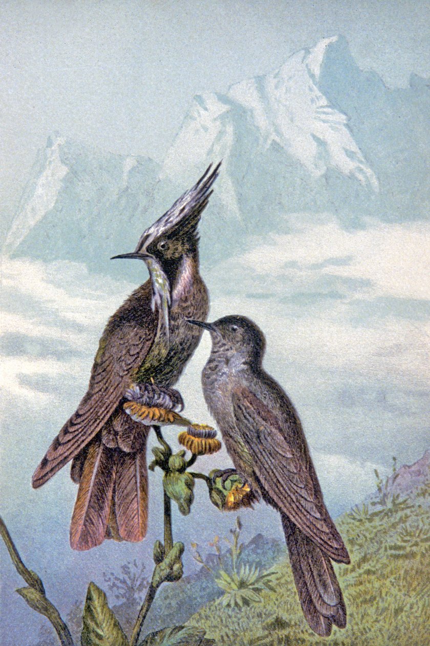 Hummingbird Mask (illustration) by Wilhelm Kuhnert