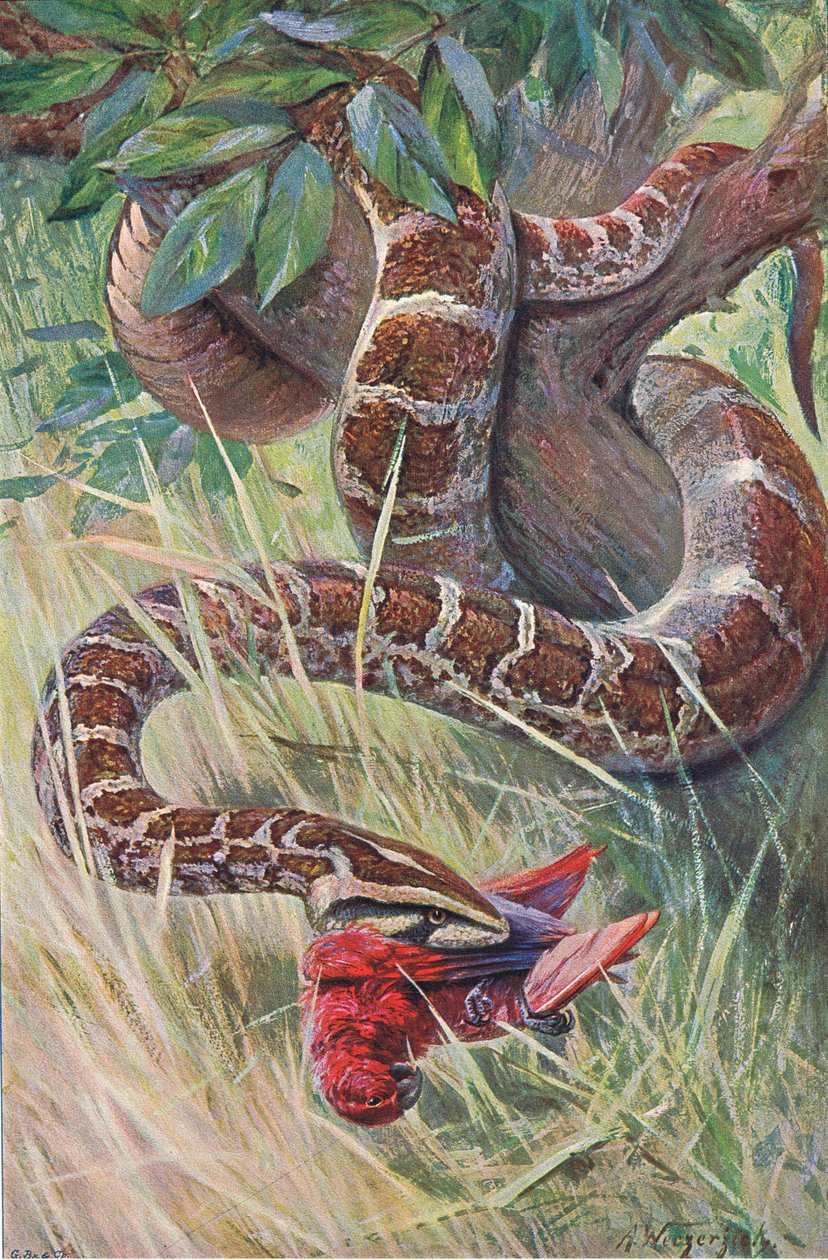 Indian Python by Wilhelm Kuhnert: Buy fine art print