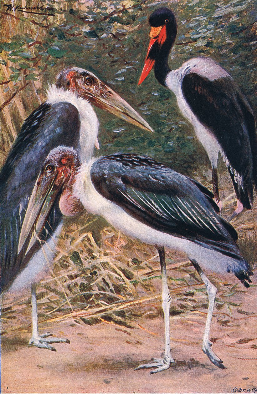 Marabou and Jabiru, illustration from Wildlife of the World, c.1910