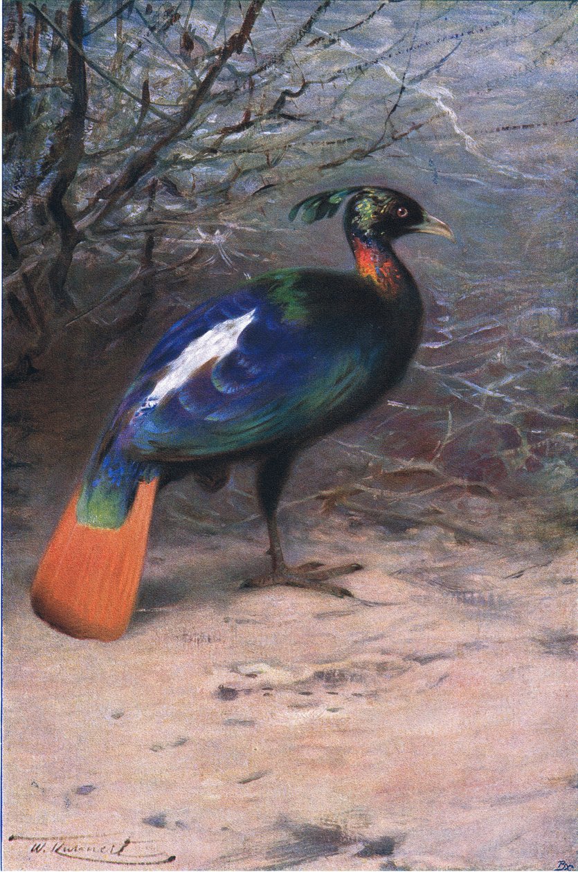 Monal by Wilhelm Kuhnert: Highest-quality art reproduction