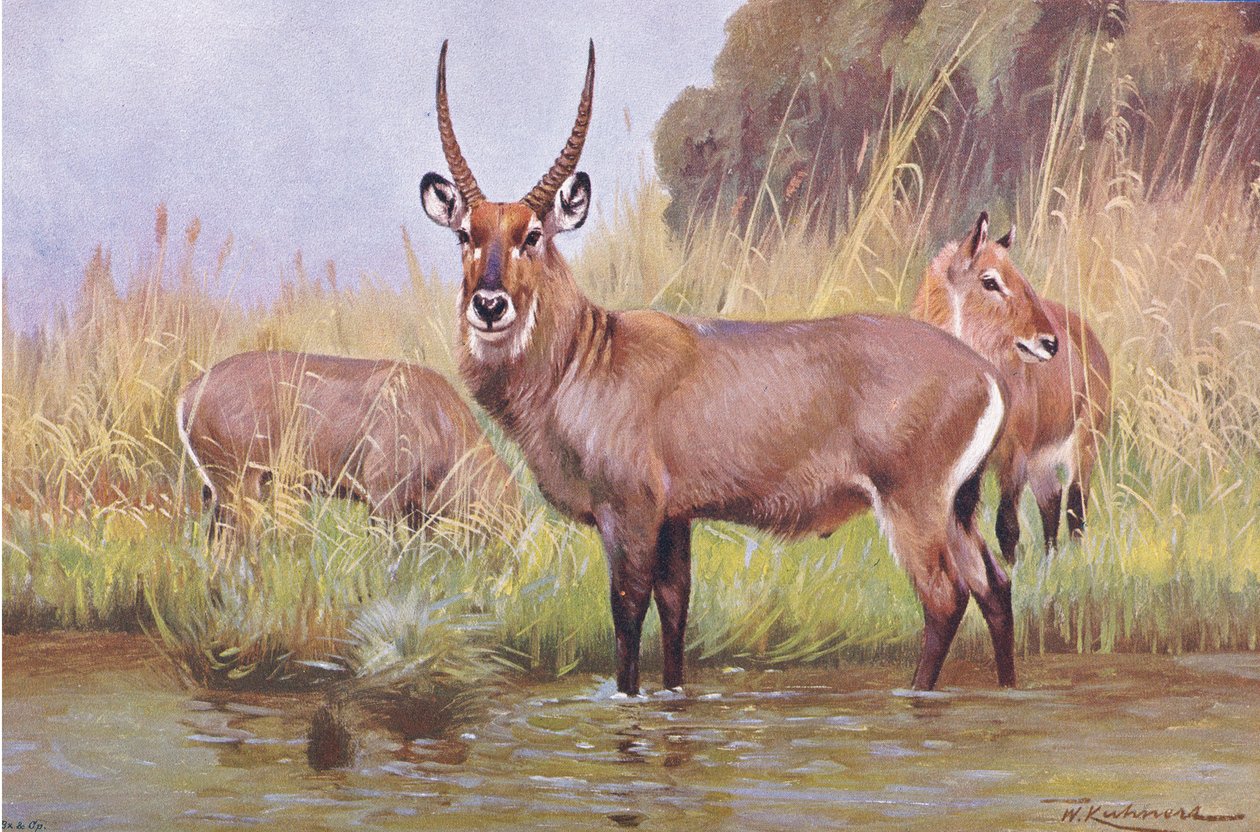 Water Buck, illustration from Wildlife of the World, c.1910