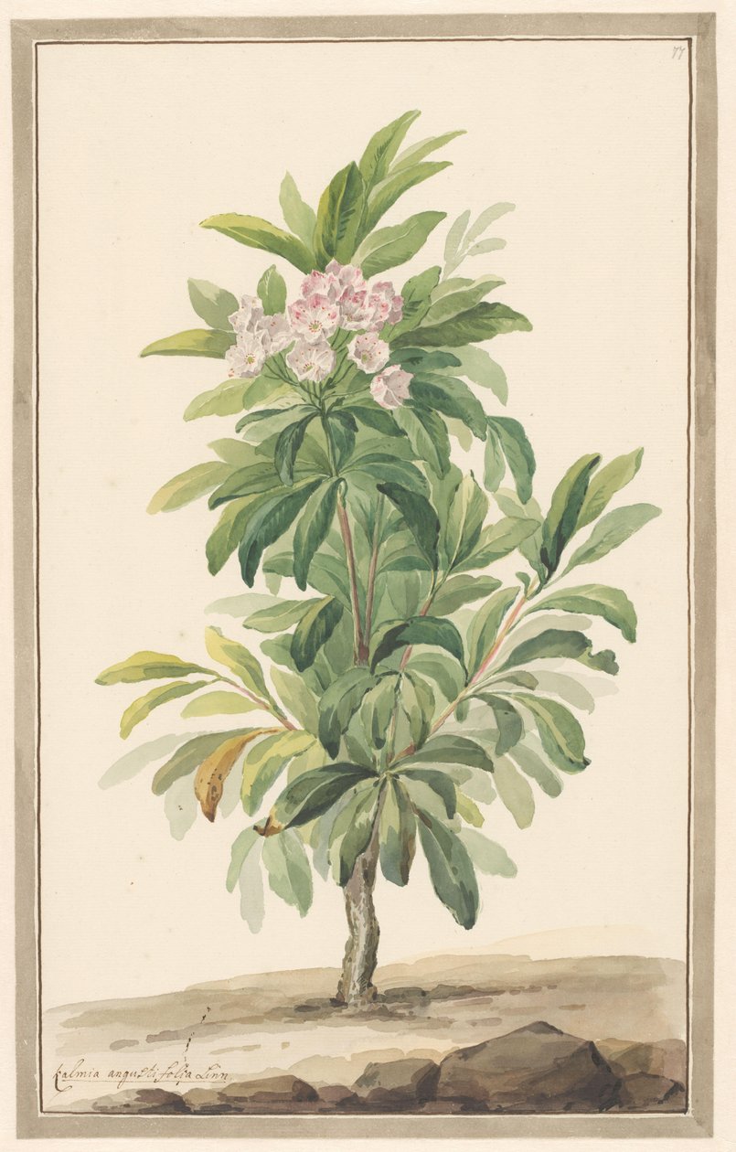 Narrow-leaved Spoon Tree in Landscape (Kalmia Angustifolia)