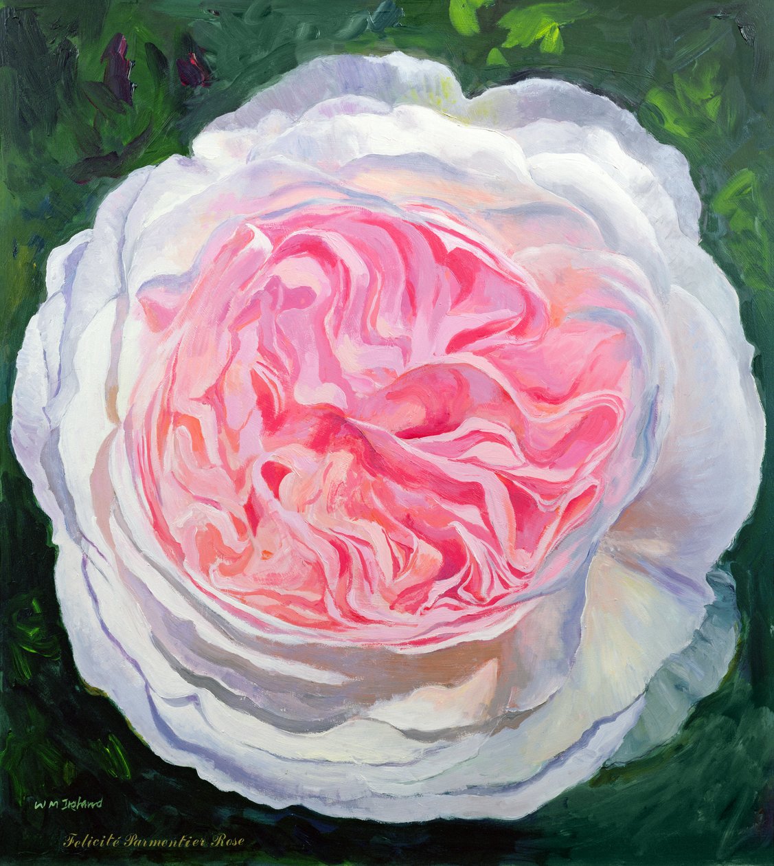 Victorian Rose by William Ireland: Buy fine art print