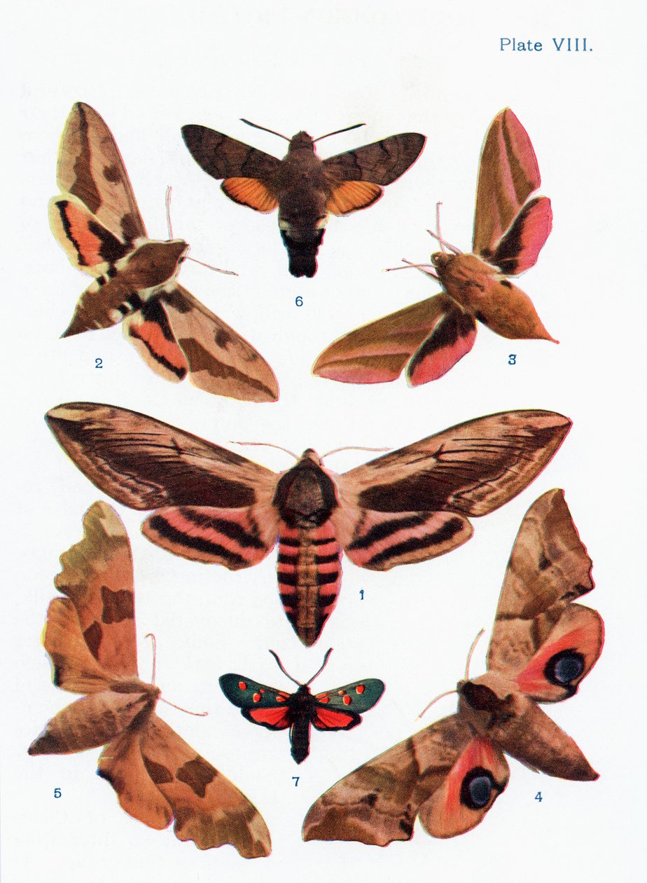 Different types of moths, illustration from the book Butterflies, Moths ...