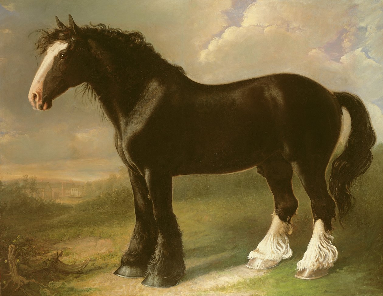 Old English Black Horse by William Shiels: Fine art print