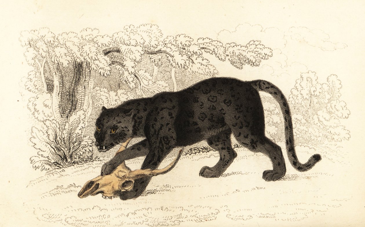 Black Jaguar Animal Drawing