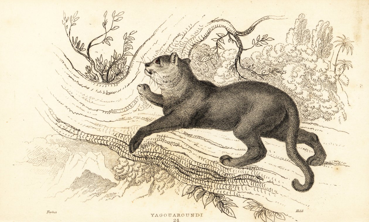 Jaguarundi, Puma Yagouaroundi, 1834 (engraving)