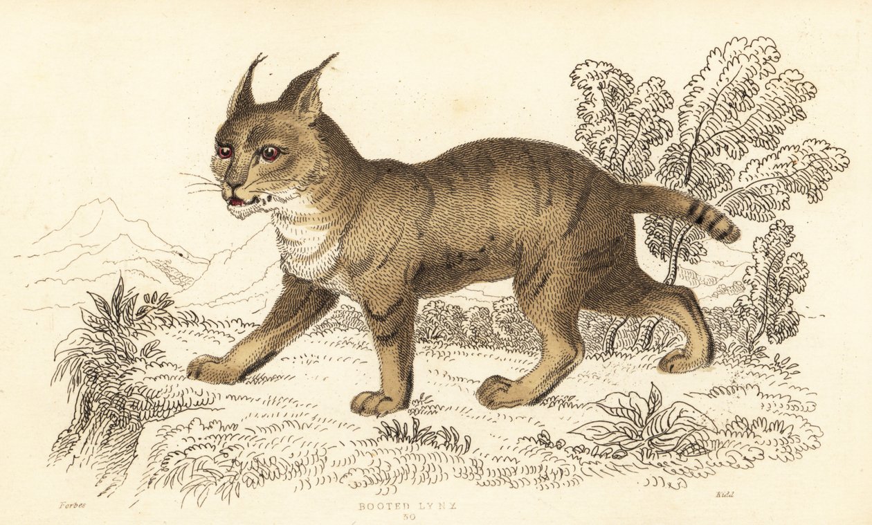 Jungle Cat, Felis Chaus, 1834 (engraving)