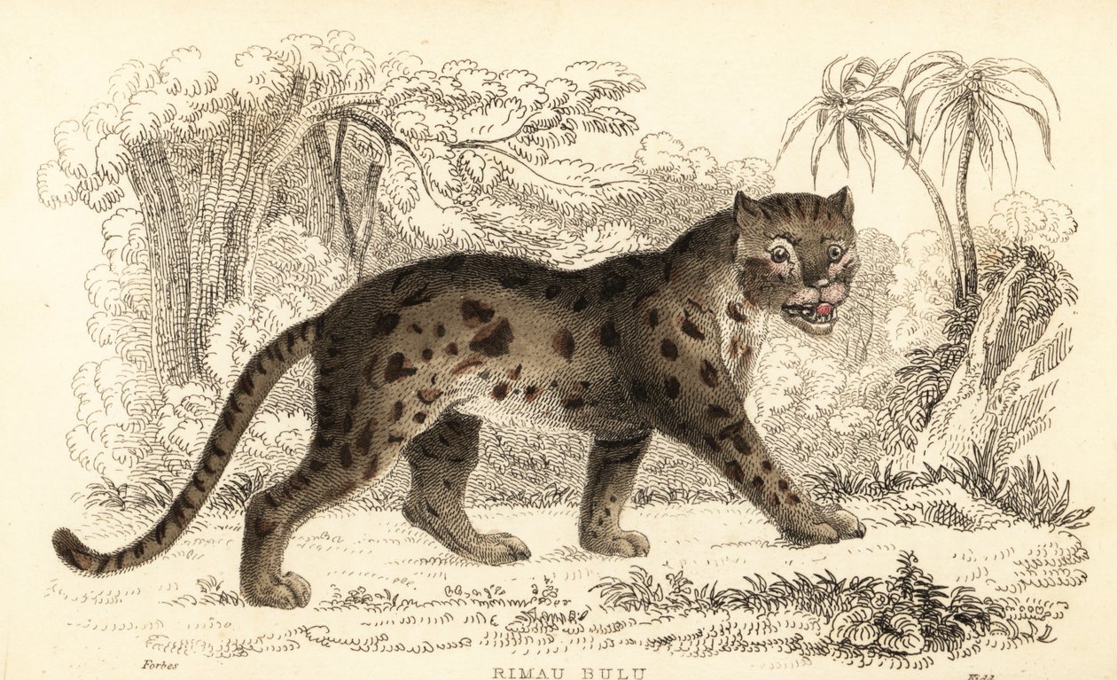 Sunda Leopard Cat, Prionailurus bengalensis subsp. sumatranus