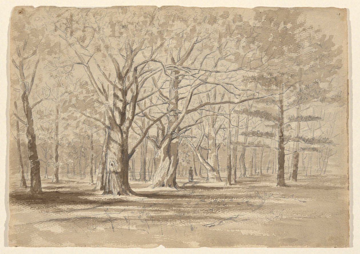 College Woods by William Fowler Hopson: Buy fine art print