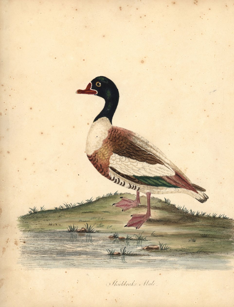 Common Shelduck, Tadorna Tadorna. Handcoloured Copperplate Engraving of ...