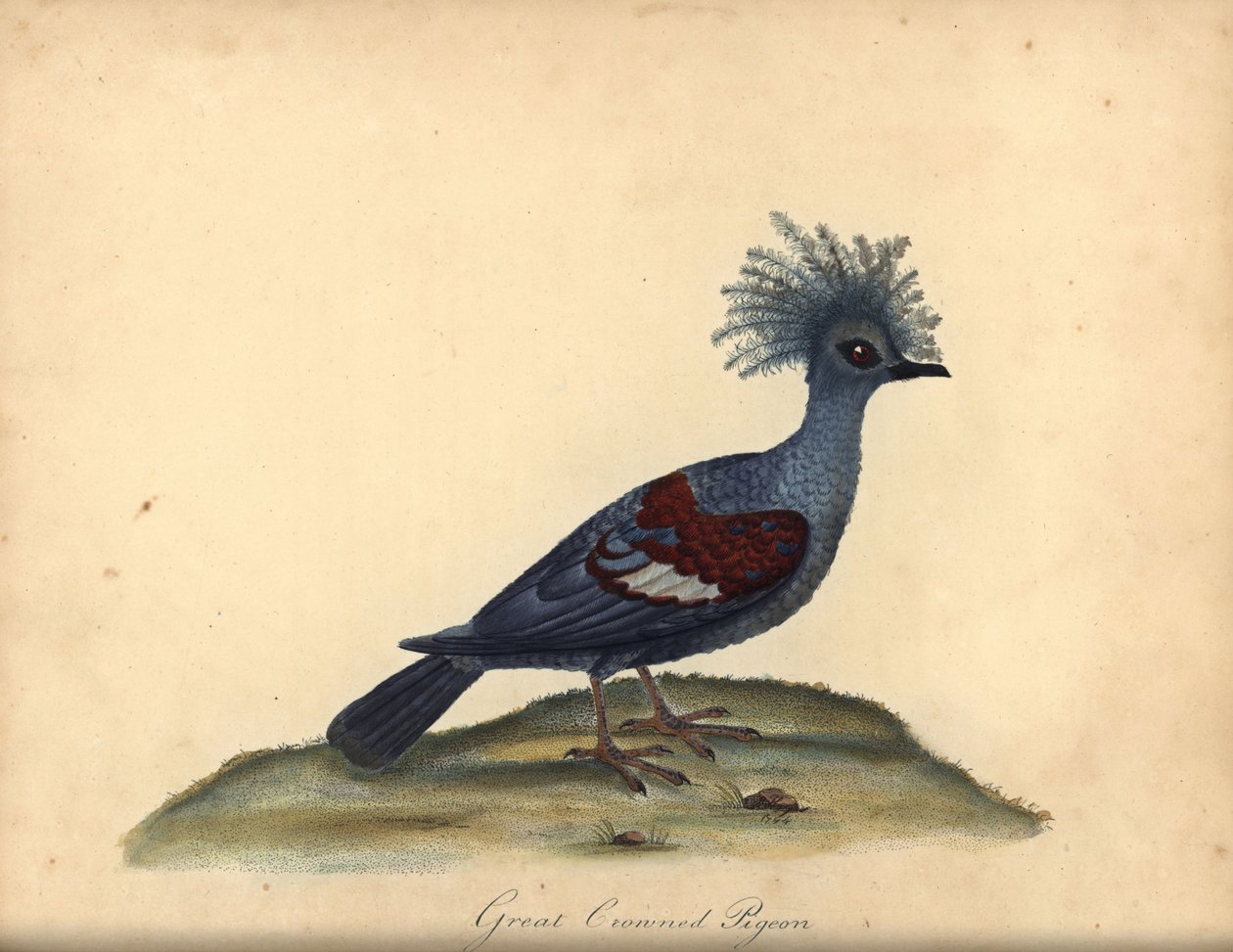 Western crowned pigeon, Goura cristata. Handcoloured copperplate ...
