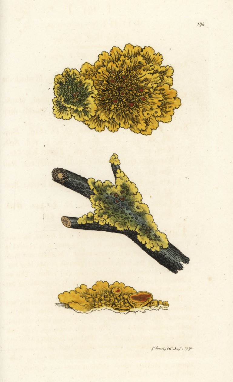Yellow wall lichen, Lichen parietinus. Handcoloured copperplate ...