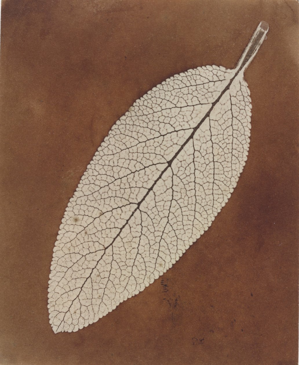 Leaf Study by William Henry Fox Talbot: Buy fine art print