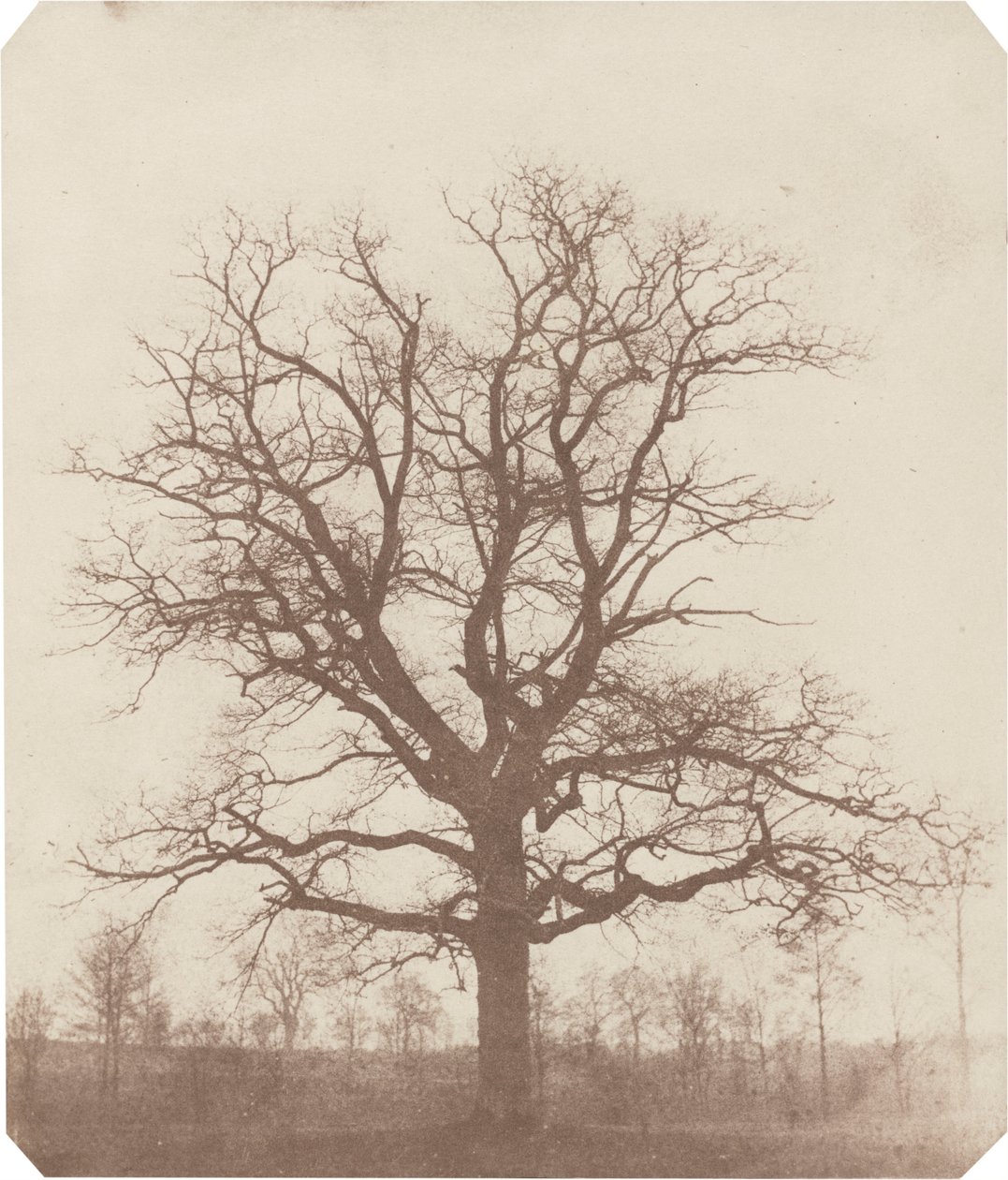 Oak Tree, Mid-1840s by William Henry Fox Talbot