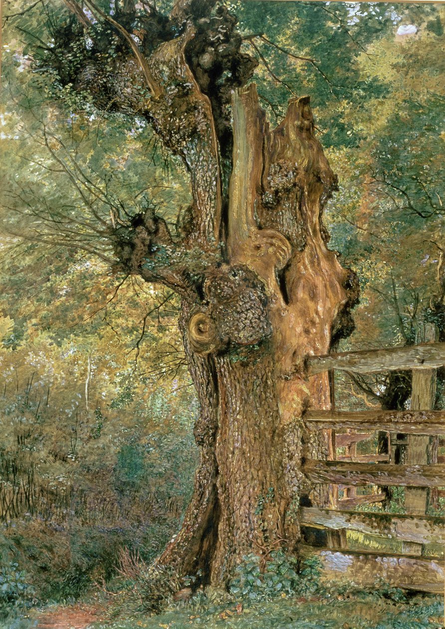 Pollard Elm on the Edge of the Village Pound