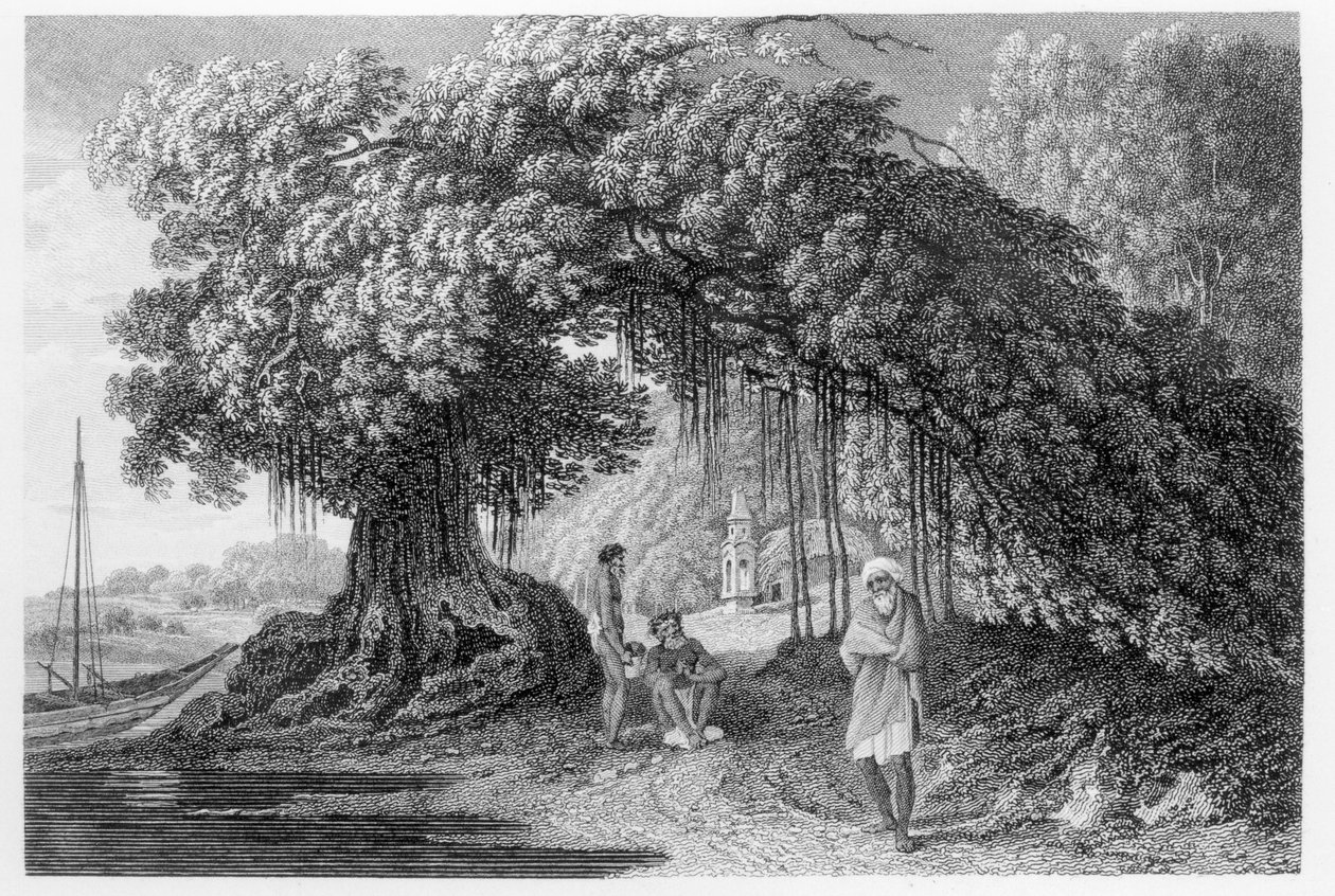 A Banyan Tree by William Hodges: Premium art reproduction
