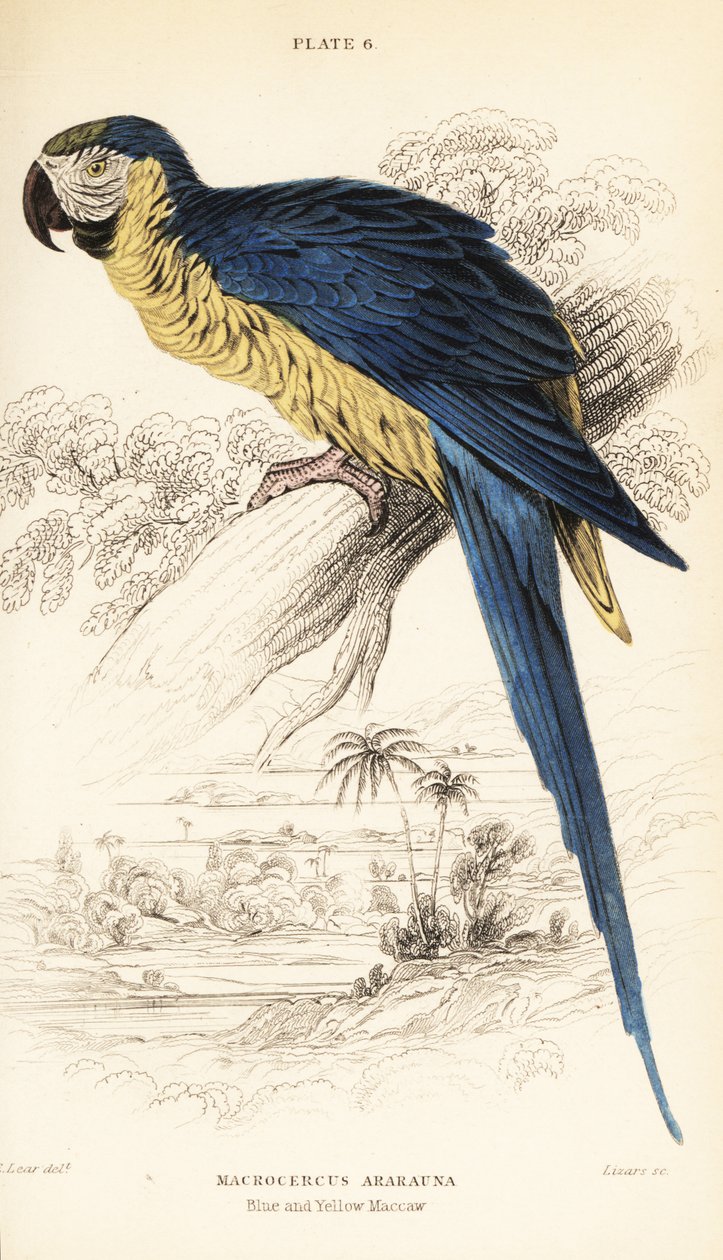 Blue-and-yellow macaw by William Home Lizars