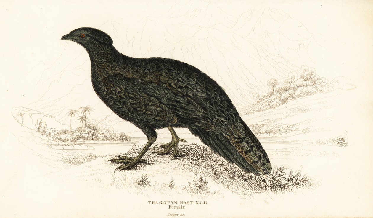 Western tragopan or western horned tragopan, female