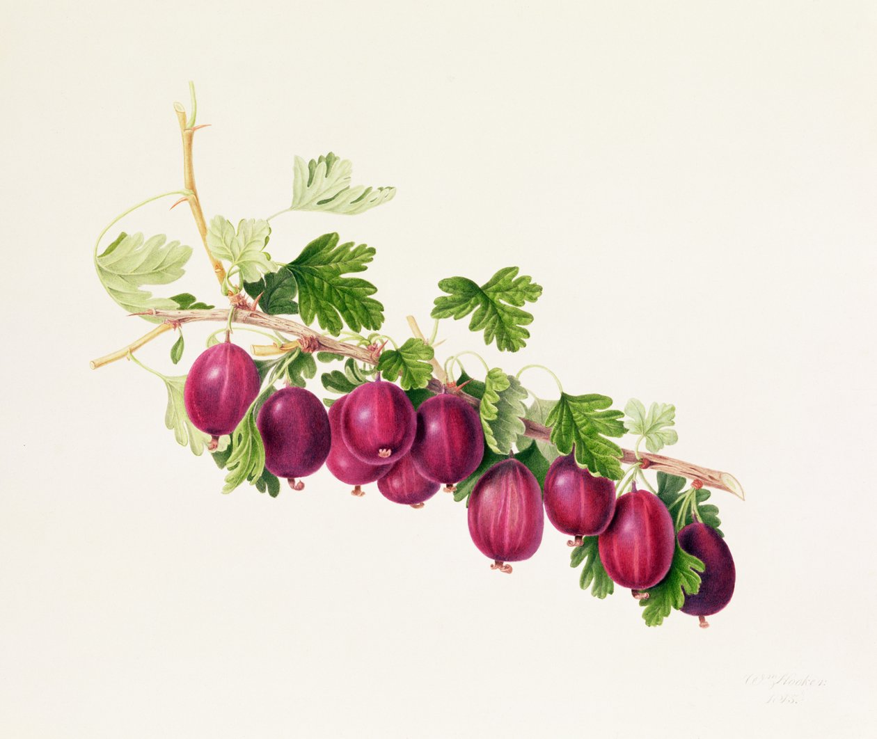 Purple Gooseberry by William Hooker: Buy fine art print