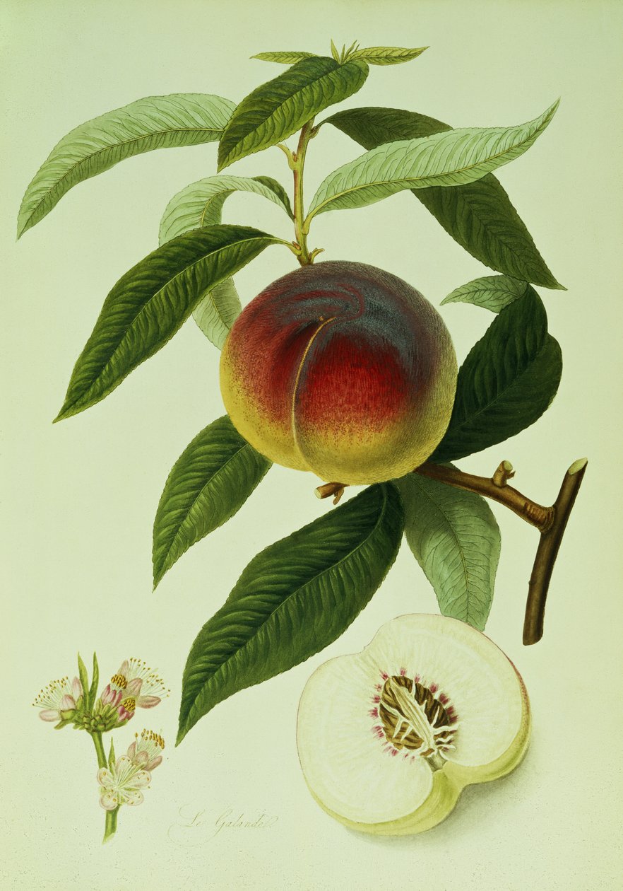 The Galande Peach by William Hooker: Buy fine art print
