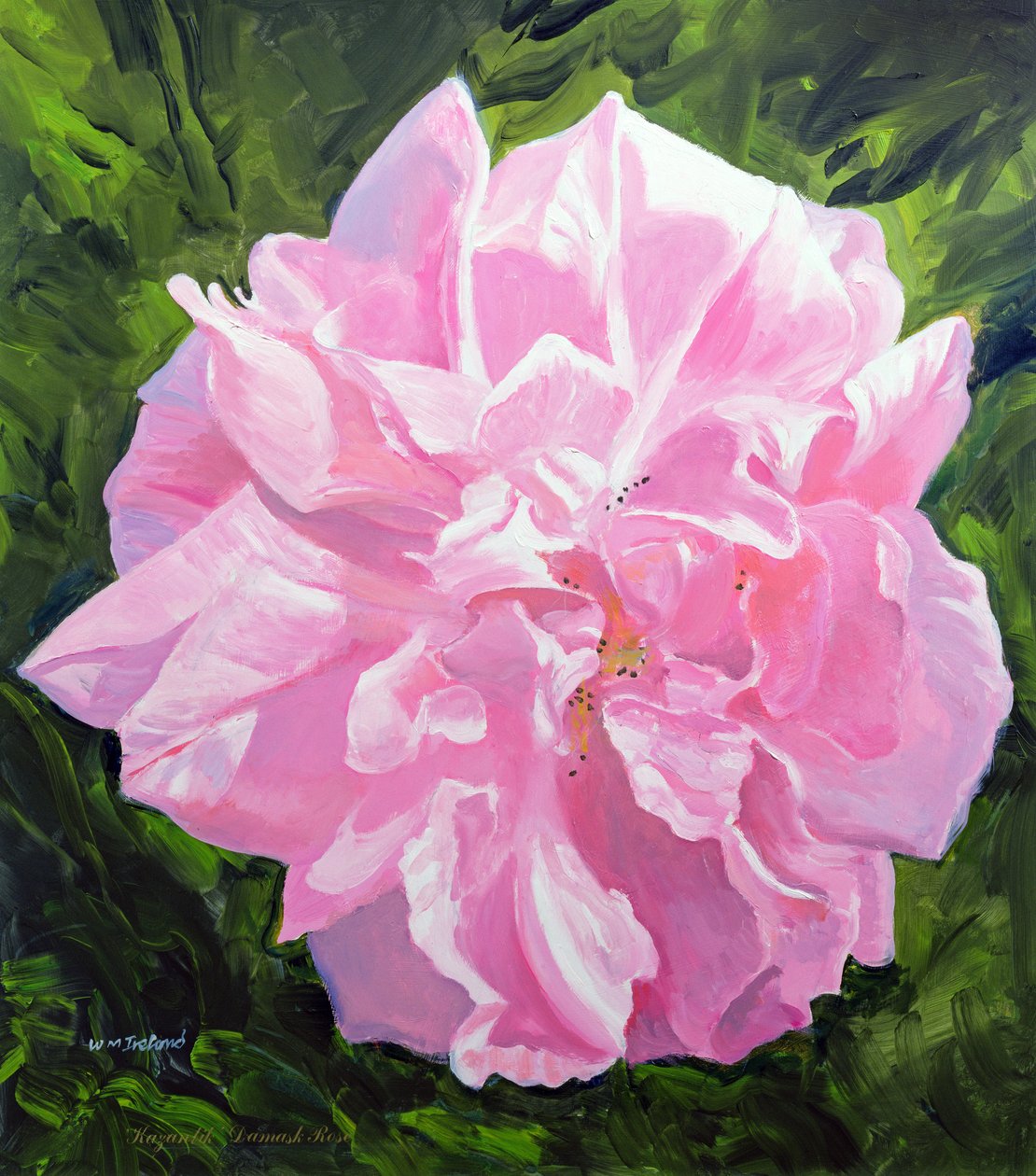 Victorian Rose by William Ireland: Buy fine art print