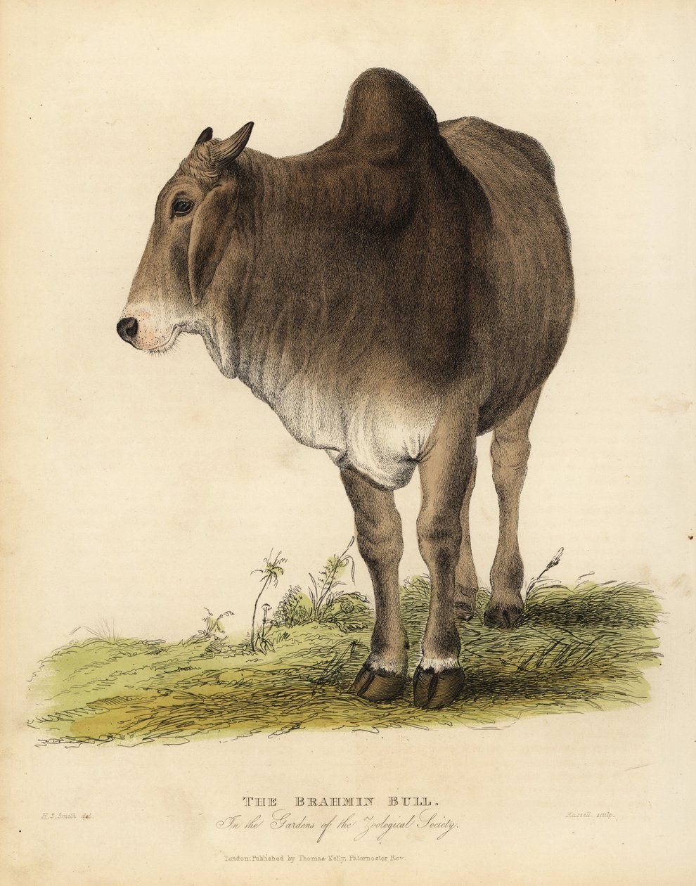 Brahma Breed of Zebu Cattle, Bos Taurus Indicus