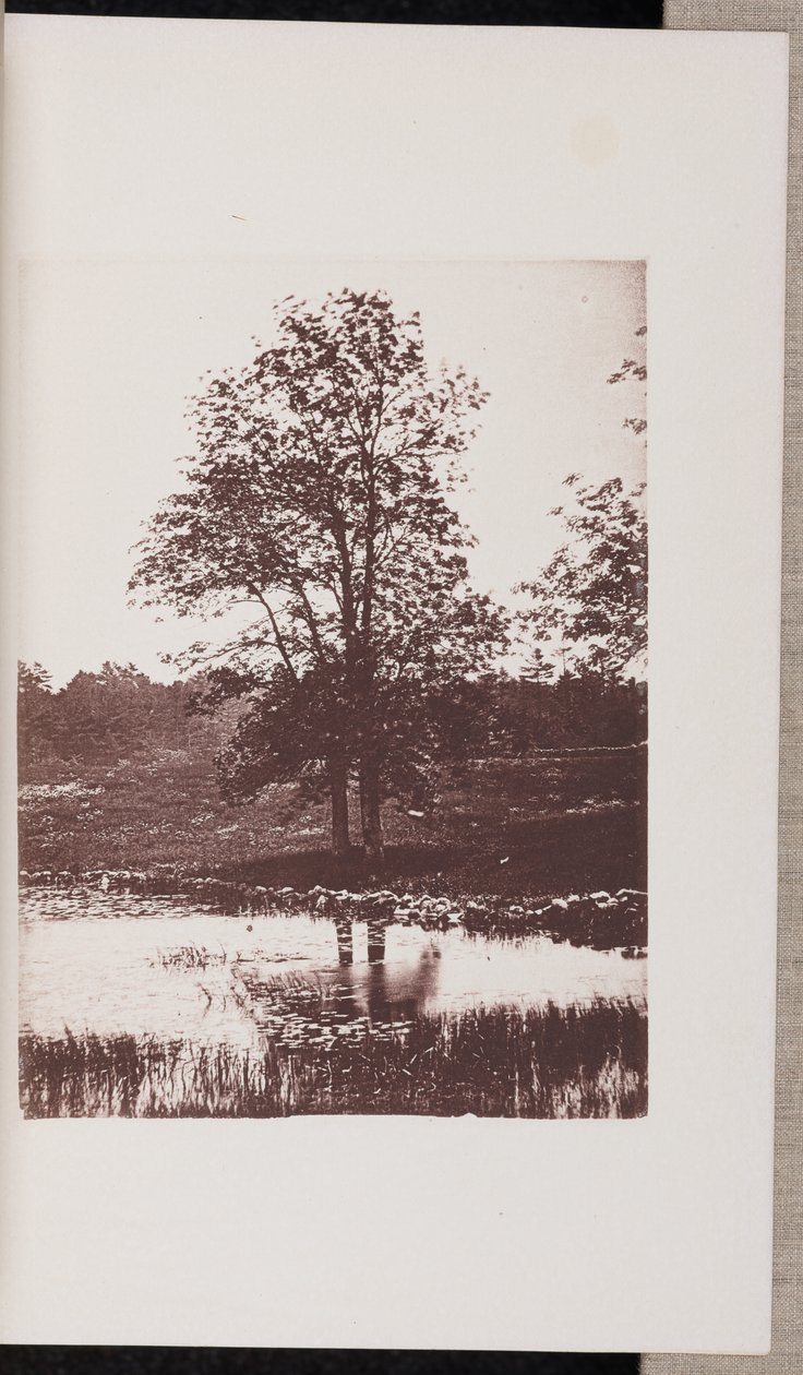 Ash Trees on the Banks of Turtle Pond, Beverly