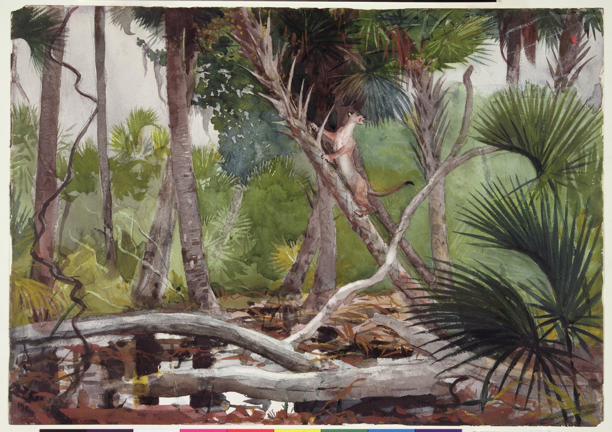 In the Jungle, Florida, 1904 by Winslow Homer