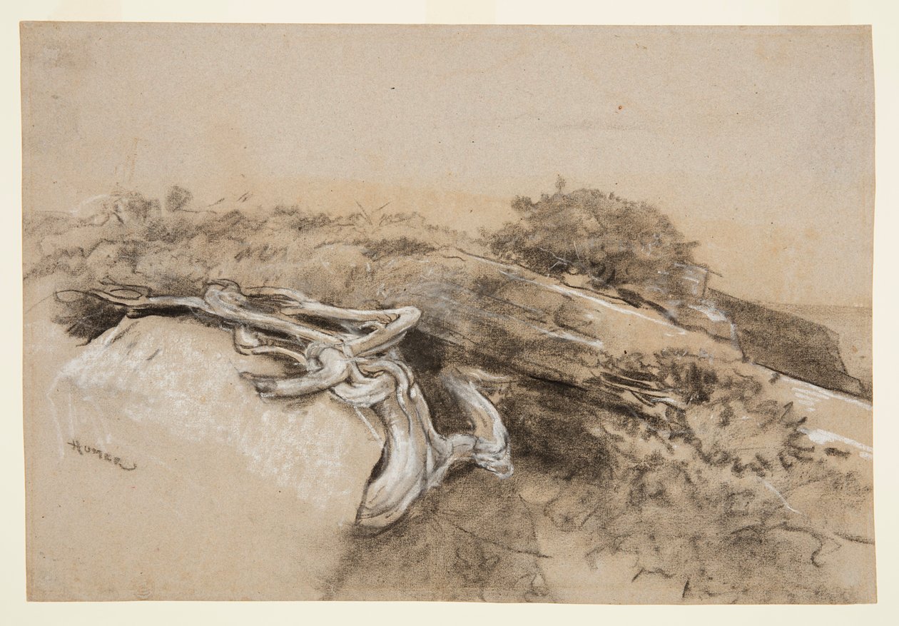 Tree Roots, Prout's Neck by Winslow Homer: Fine art print