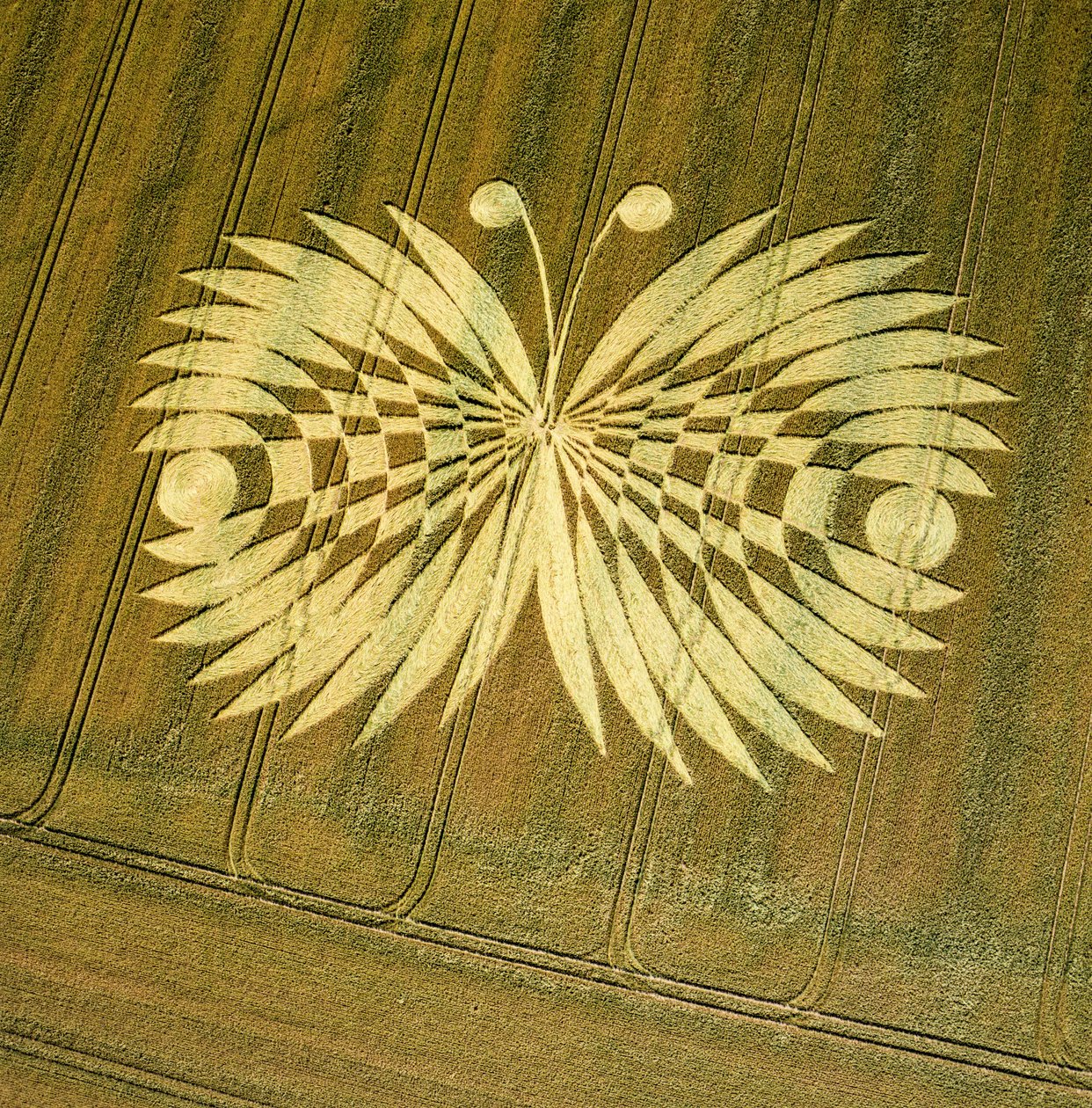 Crop circle in wheat field, Hailey Wood, Ashbury, Oxfordshire