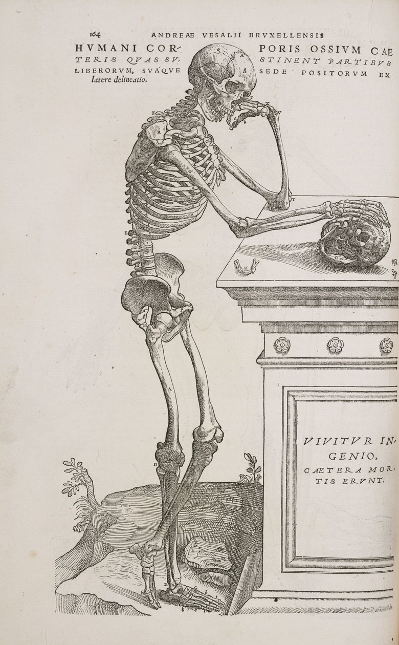 A Human Articulated Skeleton Seen from the Side