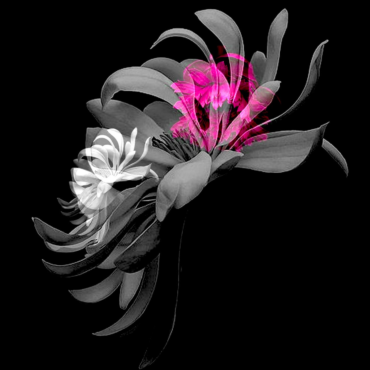 Spring Flower Collage by linda arthurs: Buy fine art print