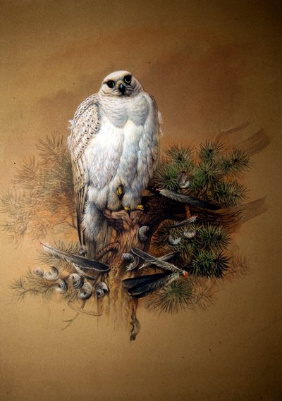 Joseph Wolf • Buy exclusive fine art prints online