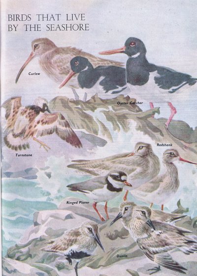 Art prints by Robert George Talbot Kelly