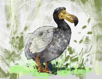 Representation of the extinct dodo bird (illustration)