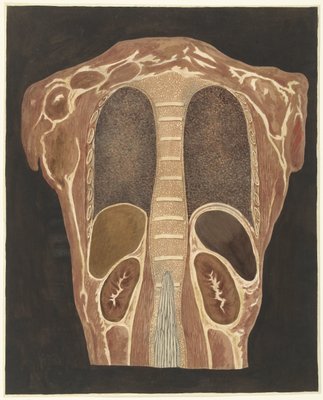 Anatomical study of the organs in the chest as seen from the back