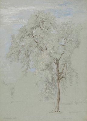 Ash Tree by Edward Swinburne: Buy fine art print