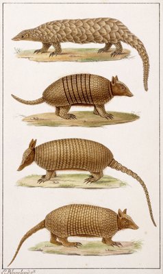 A Giant Anteater and Three Types of Armadillo
